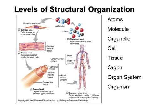 Integumentary System Functions Protects Body From Infections Barrier