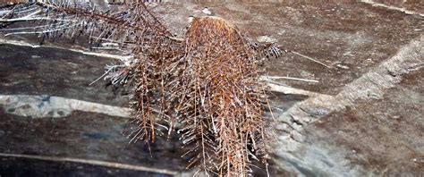 How To Kill Tree Roots In Sewer Line Pipe Repair Florida West Palm