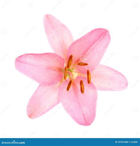 Rose De Lis Photo Stock Image Du Fleur Centrale Flore 10191284