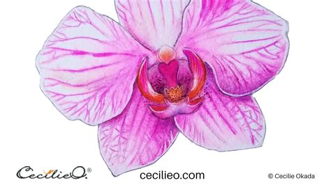 How To Draw Orchids With Pencil