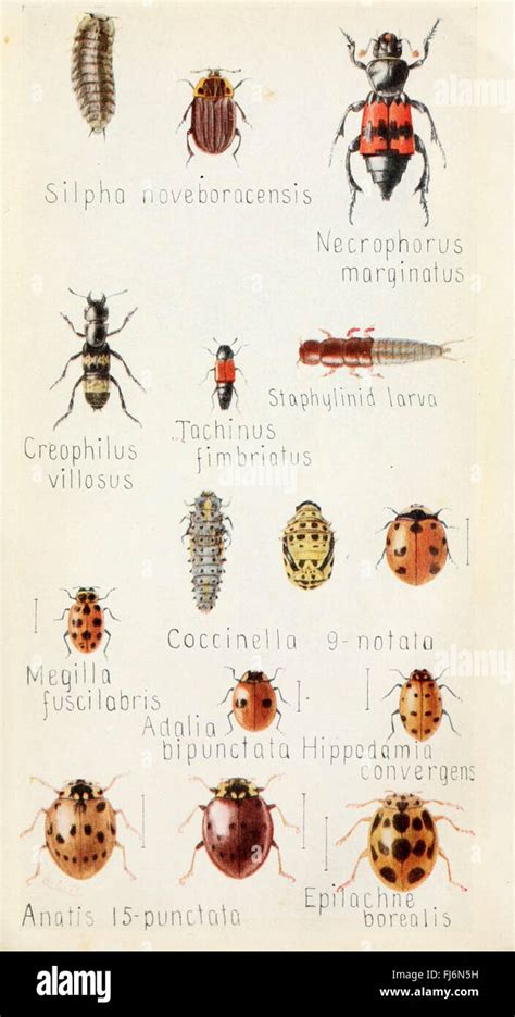 A Field Guide To Insects In The United States Providing Descriptions