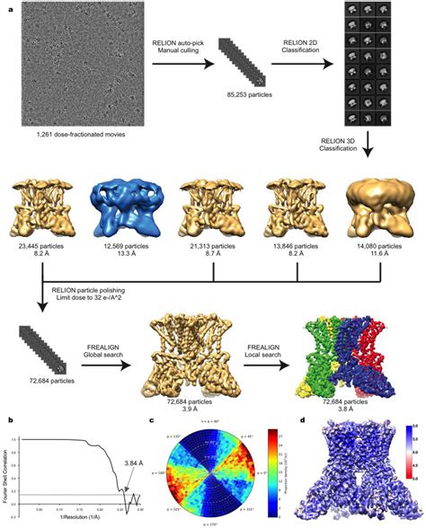 Cryo Em Reconstruction Of Xenopus Trpv4cryst A Flowchart Of Cryo Em Download Scientific