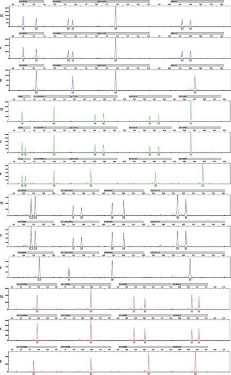 Electropherogram Of Genotypes At The 17x Strs Case 46 F Father M Download Scientific