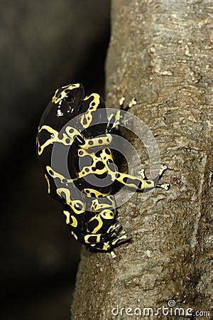 Frog Sex Royalty Free Stock Photo Image 4559235