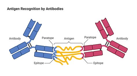 Antibody Binding Epitope Mapping At Alexander Kitchen Blog