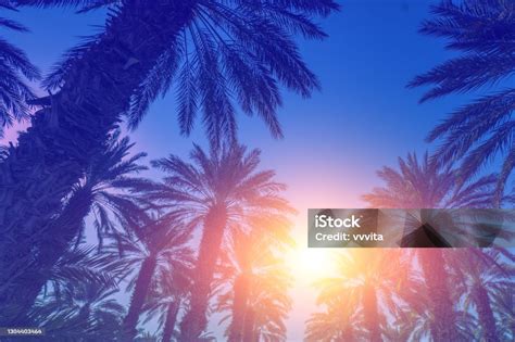 일몰 하늘에 대한 열대 야자수의 행 그라데이션 색상 깊은 야자수의 실루엣 열대 의 저녁 풍경 아름다운 열대 자연 야자 나무 Arecales에 대한 스톡 사진 및 기타