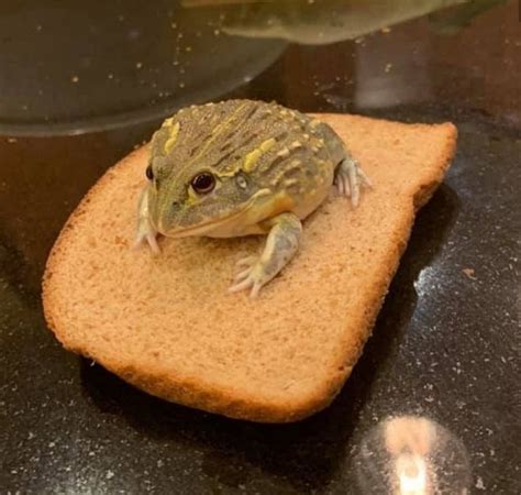 Frog Irl R Frog Irl