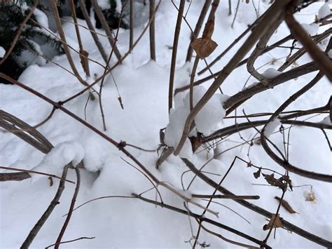 Pruning Hydrangea Vanilla Strawberry At Fannie Raleigh Blog
