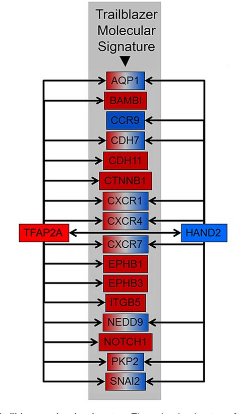 Figure 9 From Neural Crest Migration Is Driven By A Few Trailblazer