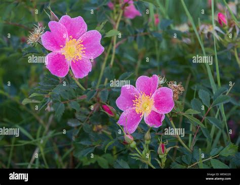 Rosa Arkansana
