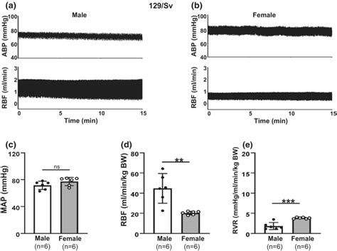 Sex Difference In Renal Hemodynamics In 129 Sv Mice A B Download Scientific Diagram