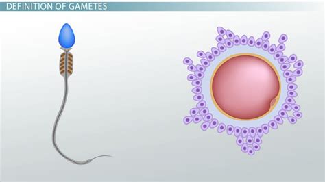 Gametes Definition Formation And Examples Video