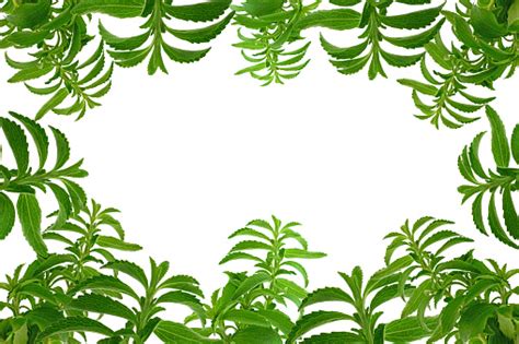 스테비아 프레임 흰색 배경에 격리 된 녹색 나뭇 가지 스테비아 공장 유기농 천연 저칼로리 감미료 스테비오사이드 감미료 원료 스테비아 설탕 대체물에 대한 스톡 사진 및 기타