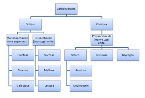 Carbohydrate Concept Map Artofit