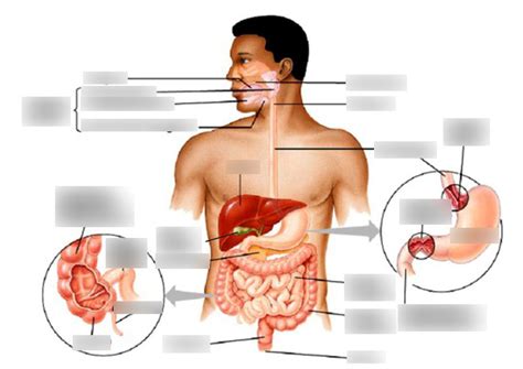 Gi System Diagram Quizlet