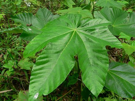 Cecropia Schreberiana Définition Et Explications