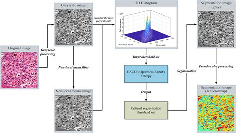 frontiers multi threshold image segmentation for melanoma based on kapur s entropy using
