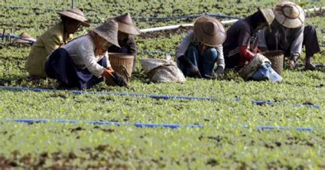 미얀마 세계 최대 아편 공급국…“생산량 더 늘듯”
