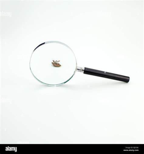Bug Magnifying Glass Hi Res Stock Photography And Images Alamy