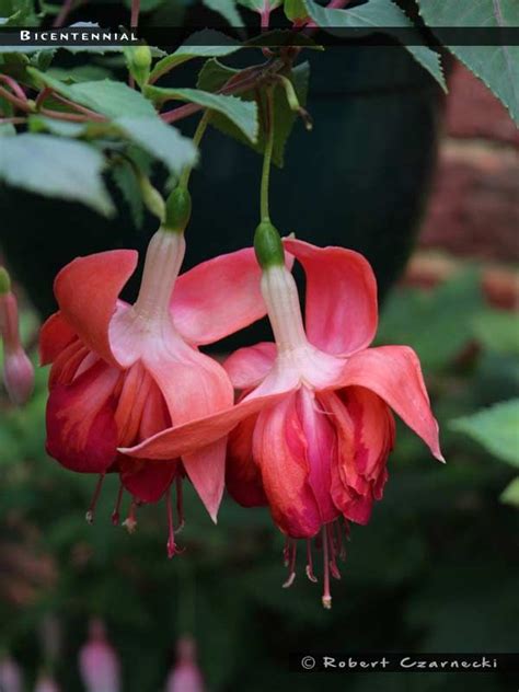 Bicentennial Fuchsia Fuchsia Garden Fuchsia Flower Farm Nursery Bicentennial Fuchsia Fuchsia Garden Fuchsia Flower Farm Nursery