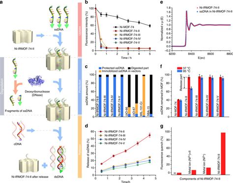 Uptake Protection And Release Of Ssdna Using Mofs As Vectors A Download Scientific Diagram