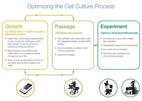 Accelerating Experimental Success Using A Systematic Cell Culture Workflow Olympus Ls