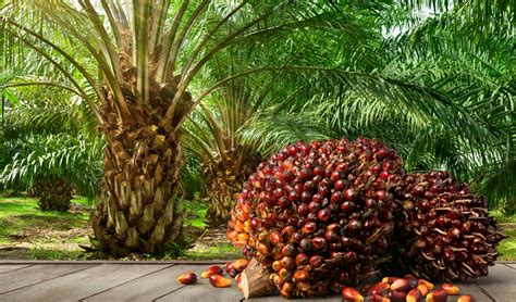 The Economic Role Of The Oil Palm Tree In Igbo Society A Historical