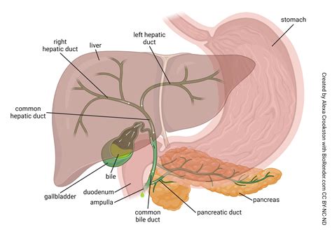 Liver And Gallbladder Integrated Human Anatomy And Physiology Part 2 Not Updated