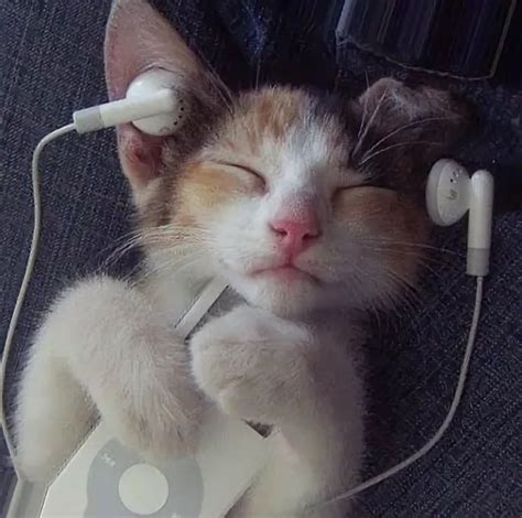 кот в наушниках Кот Милые котики Котята