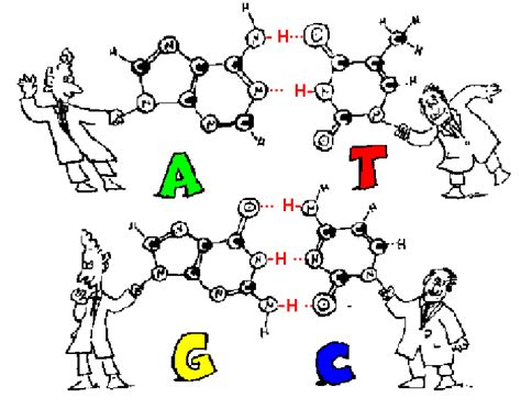 Base Pairing Rules