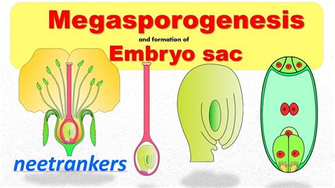 Megasporogenesis And Formation Of Embryo Sac Class 12 Ncert Neet