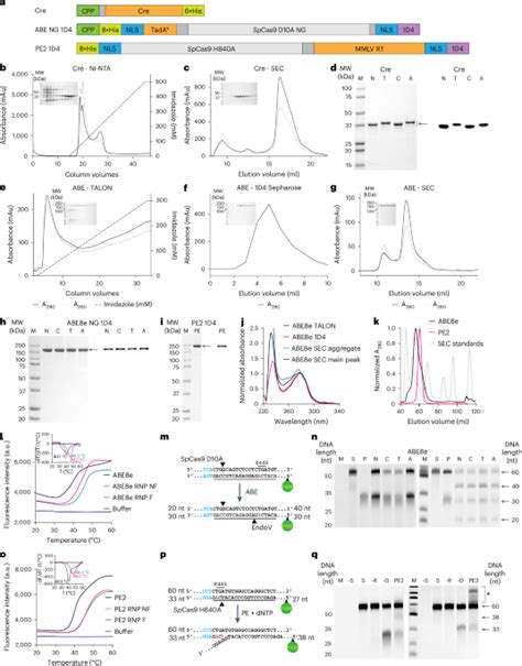 Safer And Efficient Base Editing And Prime Editing Via Ribonucleoproteins… Pranjali Ghude Phd