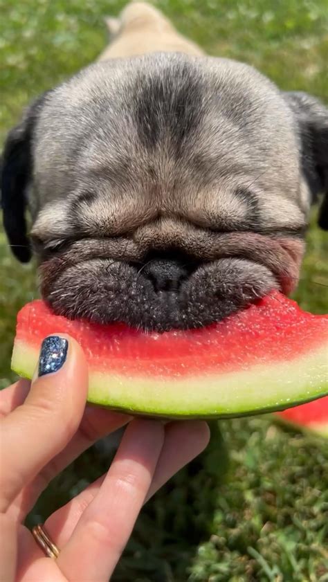 Doug The Pug Itsdougthepug • Instagram Photos And Videos