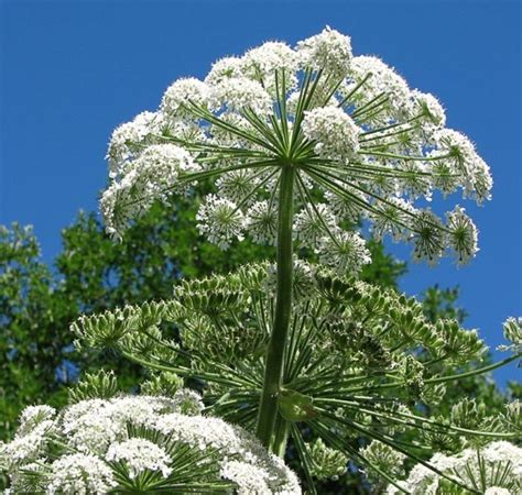 Создать мем трава борщевик борщевик лист растение борщевик Картинки Meme