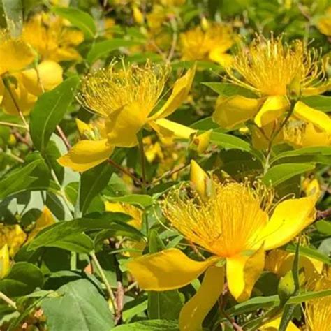 Hypericum Monogynum And Hypericum Seeds Heyou Seeds