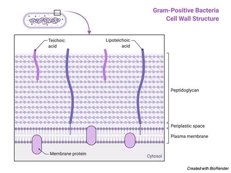 Bacterial Cell Wall Structure Gram Positive Vs Gram Negative
