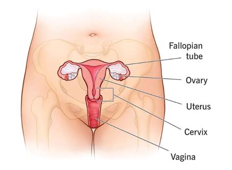 RISE Blog Sex Ed Didnt Teach Me This Vaginal Health Hygiene Blog RISE TTU