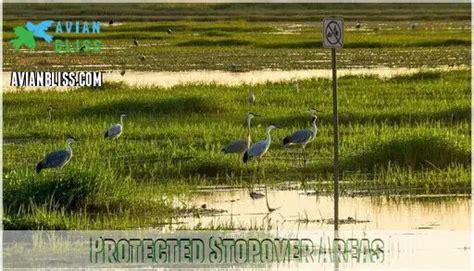 Bird Migration Stopover Locations 7 Critical Refueling Sites Birds Cant Survive Without