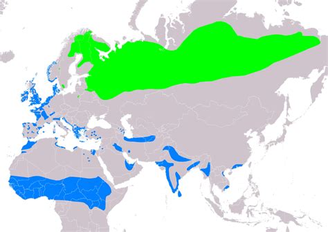 Jack Snipe Facts Diet Habitat And Pictures On Animaliabio