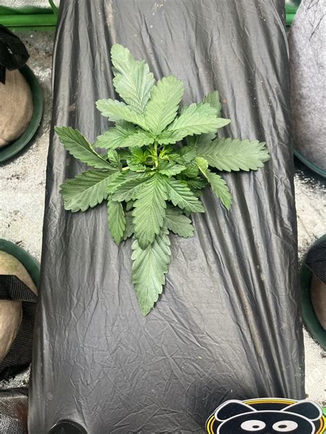 Forgotten Strawberries Sex Rmephheads