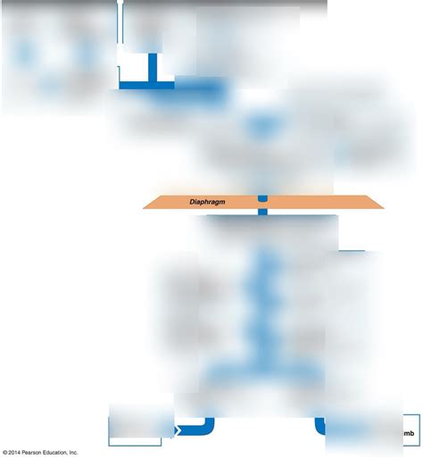 Vein Chart Diagram Quizlet