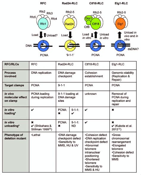 Summary Of Known Functions Of Replication Factor C And Replication Download Scientific Diagram