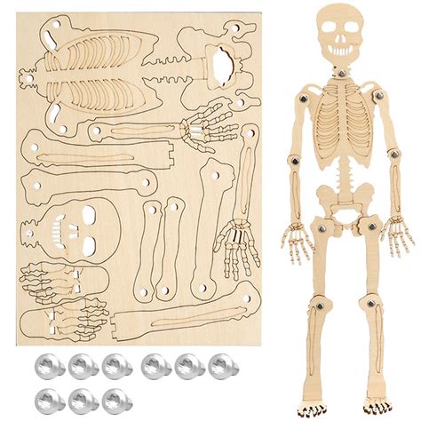 2pcs Human Skeleton Assembly Set Stem Learning Tool For Classroom