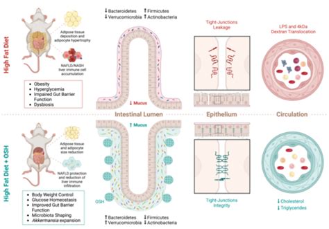 Cell Reports Medicine Publication Demonstrates How Gelesis Oral