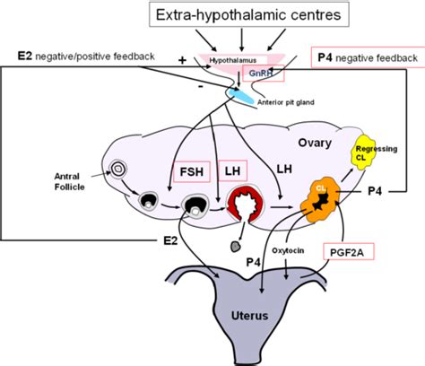 Principles Of Exogenous Hormone Use Flashcards Quizlet