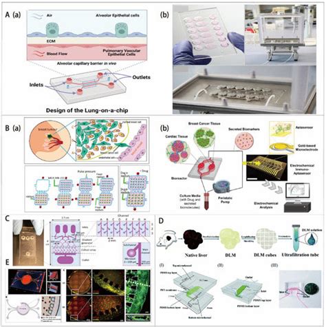 Biosensors Free Full Text Recent Advances Of Organ On A Chip In Cancer Modeling Research