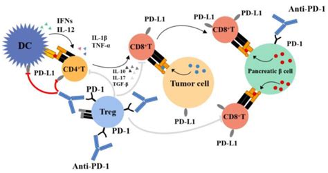 Pd 1 Inhibitor Associated Type 1 Diabetes A Case Report And Systematic Review Pmc