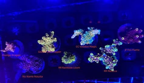 Georgia Live Goods 3 Acro Packs Tennis Milli Smooth Skin Reef2reef