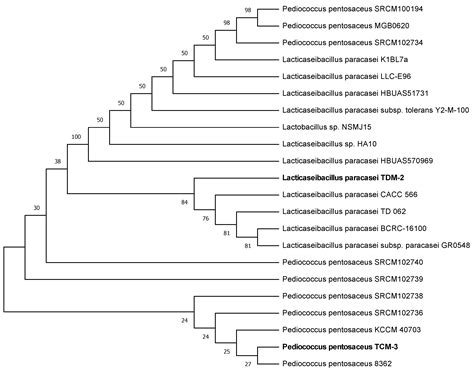 High Antioxidant Capacity Of Lacticaseibacillus Paracasei Tdm 2 And