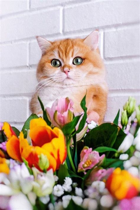 Пин от пользователя СТЕЛЛА ЛАНЕВСКАЯ на доске КОТИКИ В ЦВЕТАХ Котята Кошки Цветы